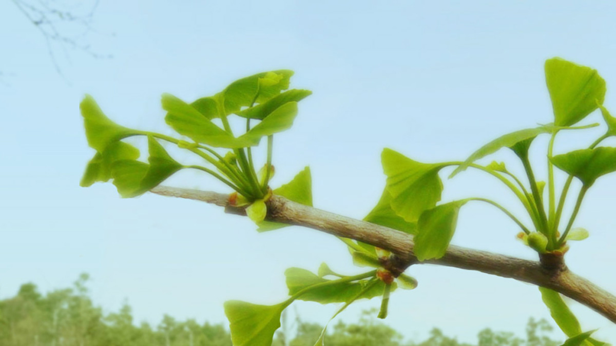 Tschüß Kim-Aileen Meyer - Hausarzt Schneverdingen